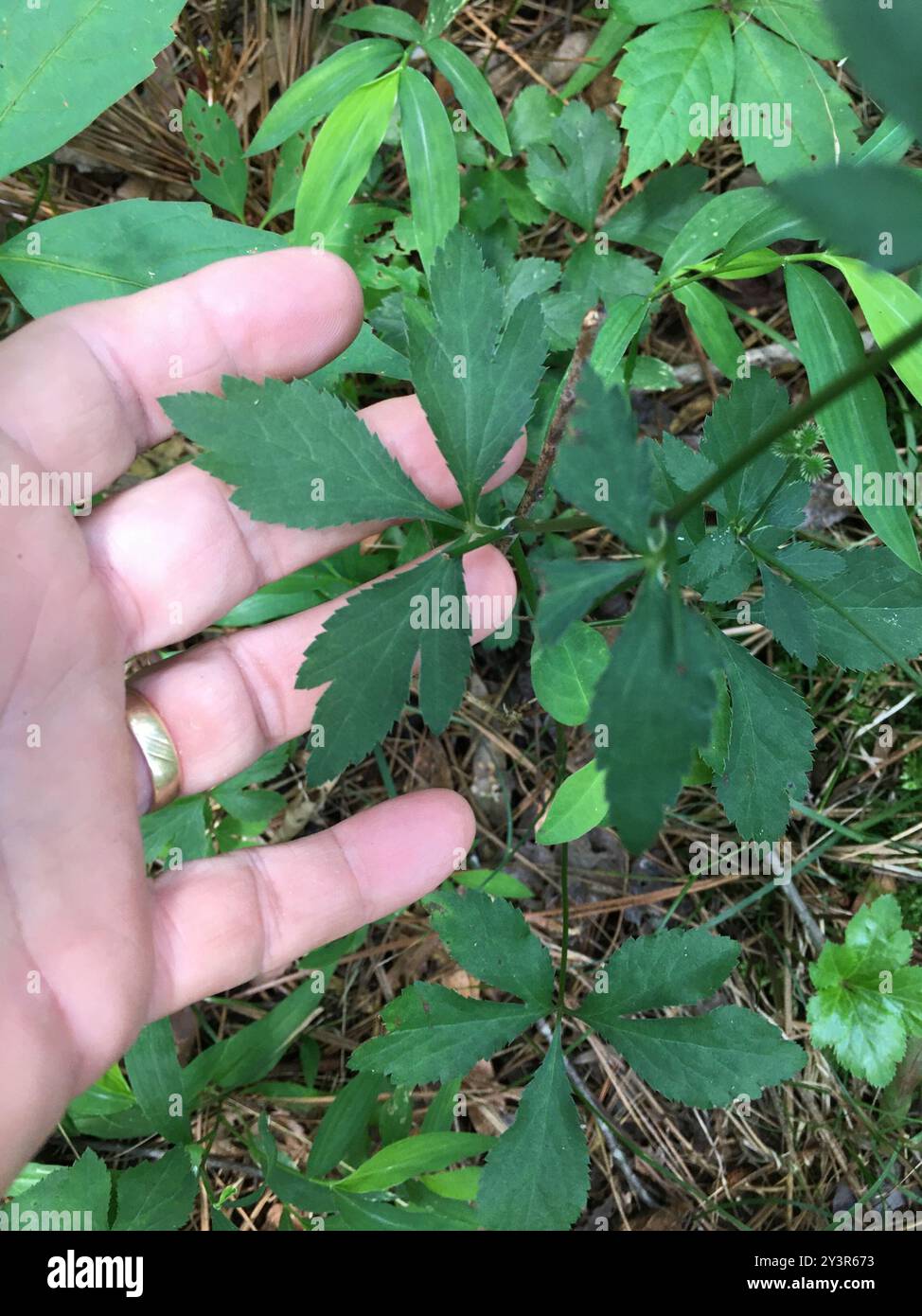 Black Snakeroot (Sanicula canadensis) Plantae Stock Photo - Alamy