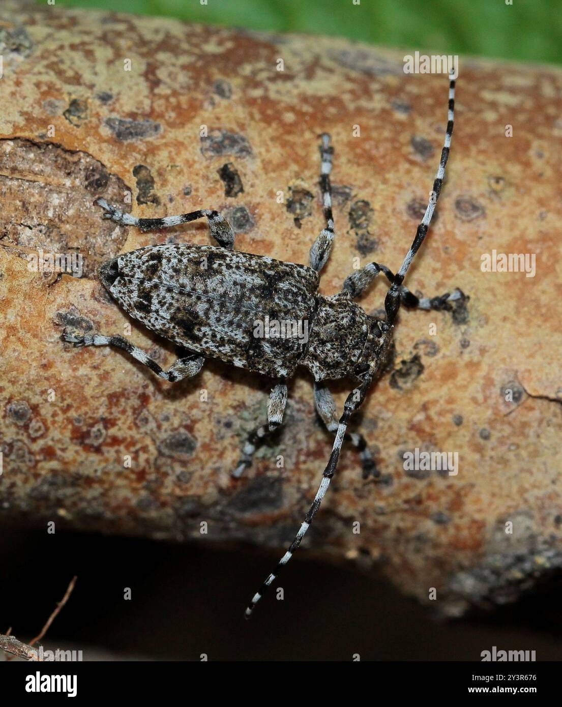 (Aegomorphus clavipes) Insecta Stock Photo - Alamy