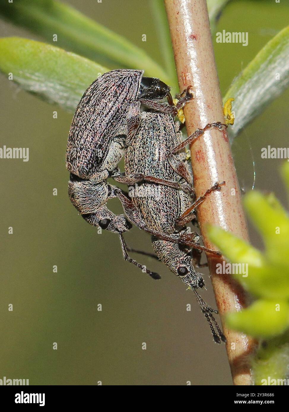 Common Leaf Weevil (Phyllobius pyri) Insecta Stock Photo - Alamy