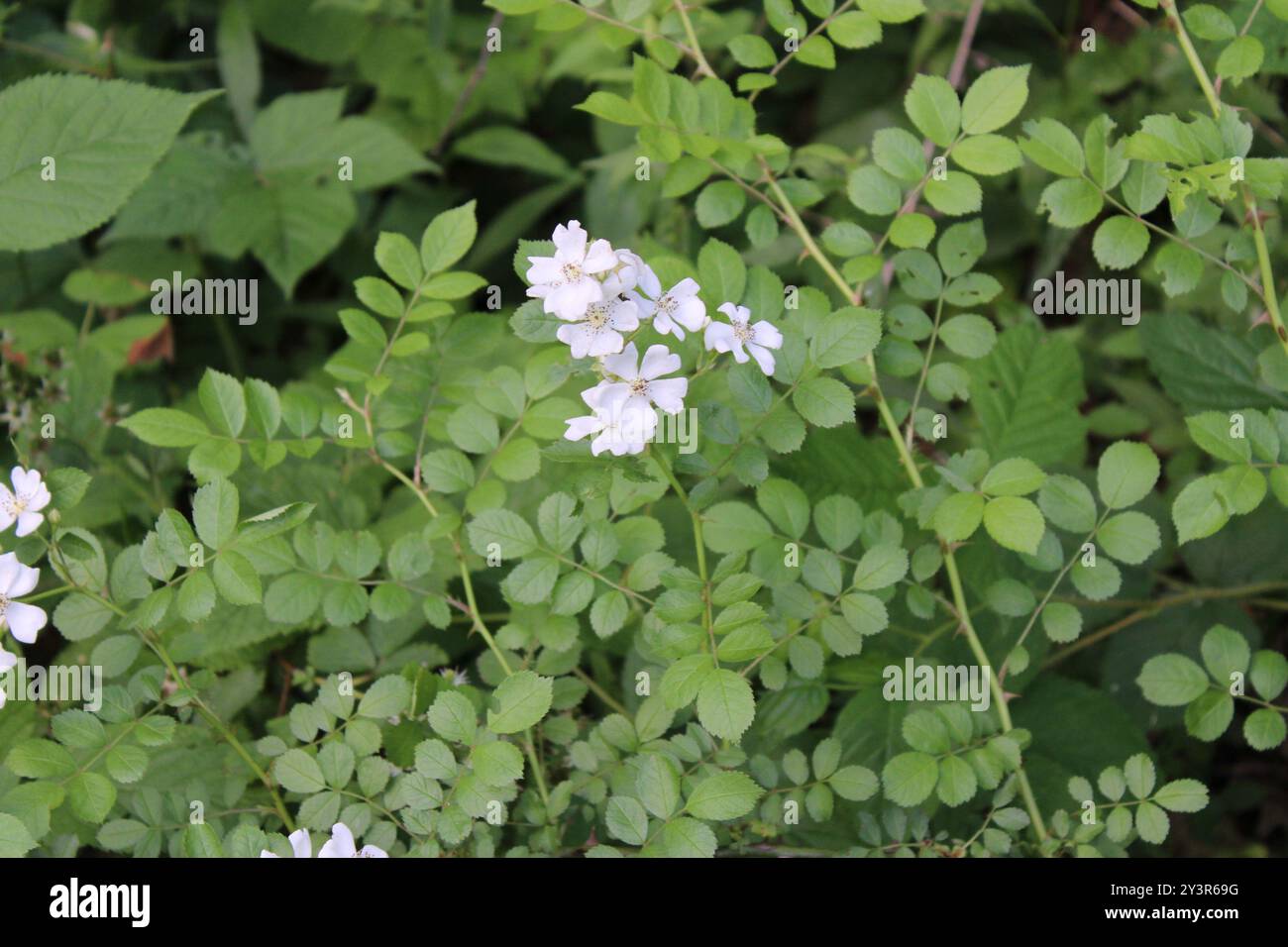multiflora rose (Rosa multiflora) Plantae Stock Photo - Alamy