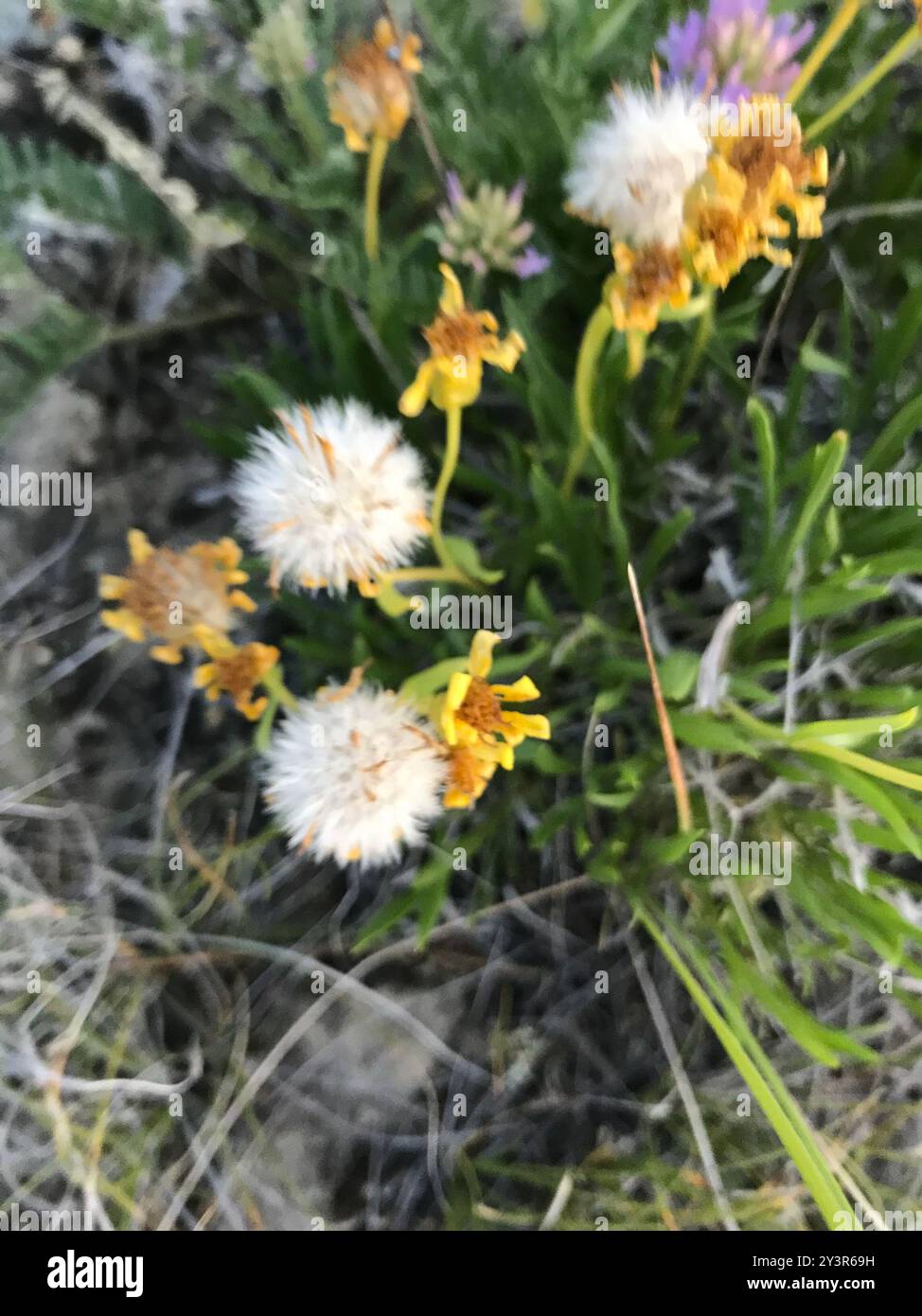 Thrift Mock Goldenweed (Stenotus armerioides) Plantae Stock Photo - Alamy