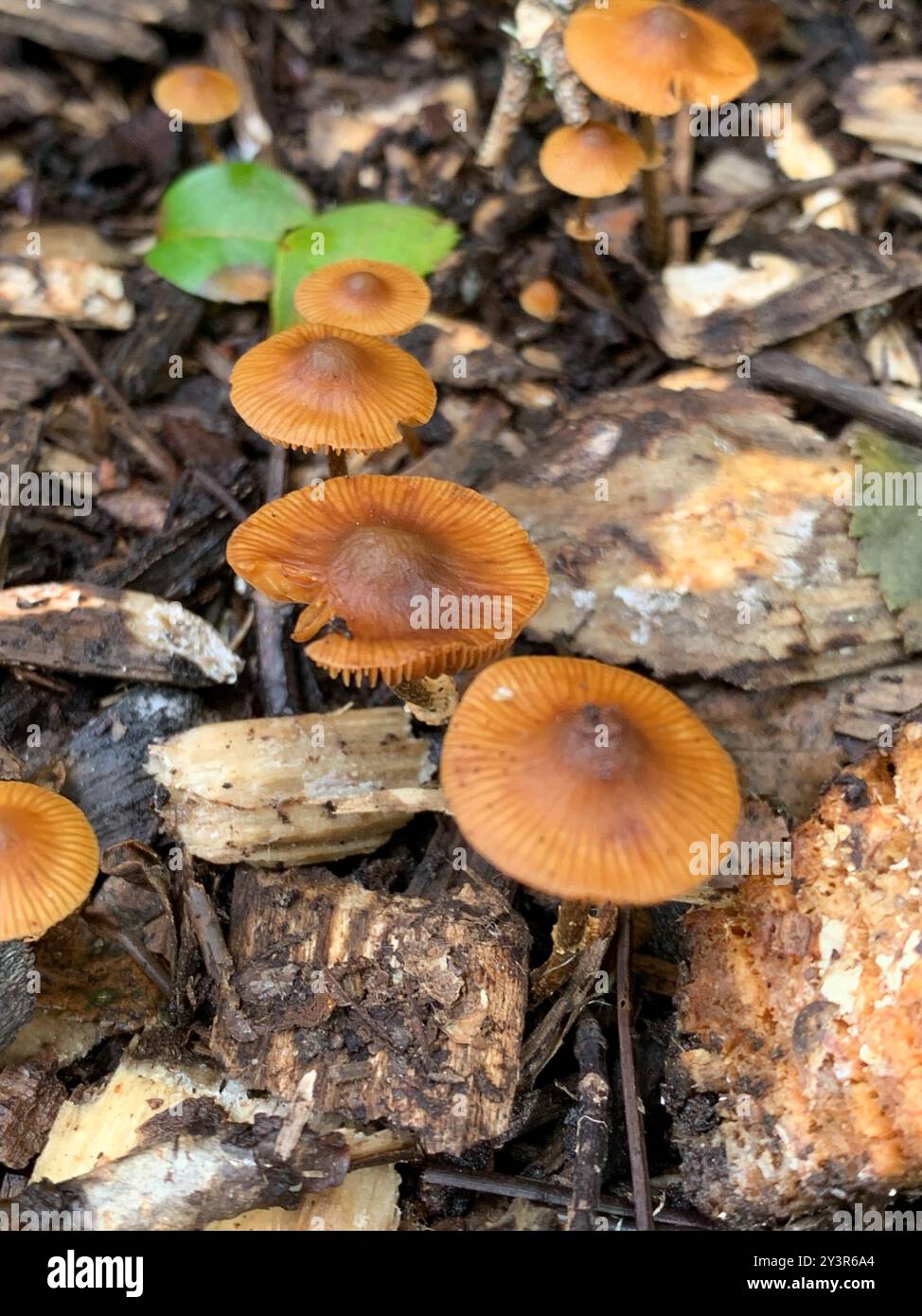 Common Conecap (Pholiotina rugosa) Fungi Stock Photo - Alamy