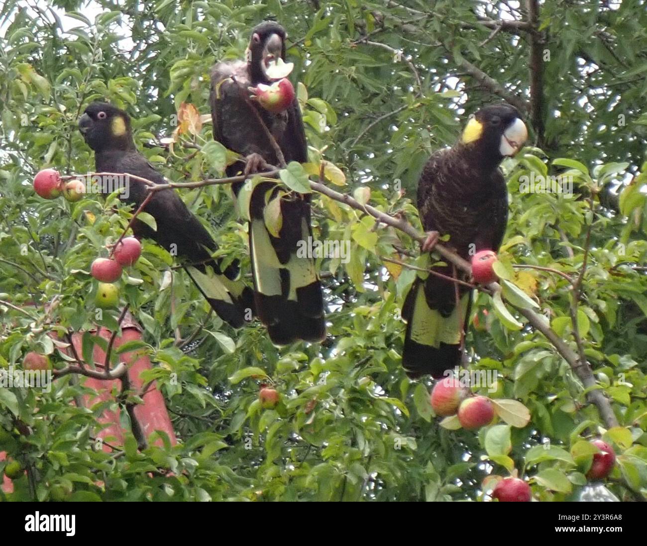 Tasmanian Yellow-tailed Black Cockatoo (Zanda funerea xanthanota) Aves ...