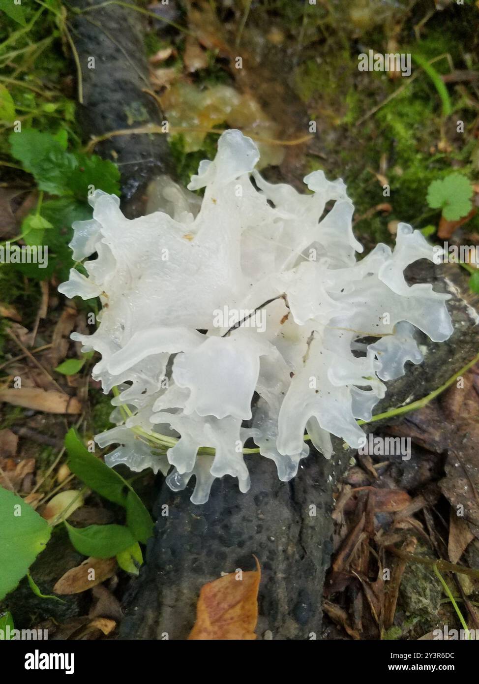 snow fungus (Tremella fuciformis) Fungi Stock Photo - Alamy