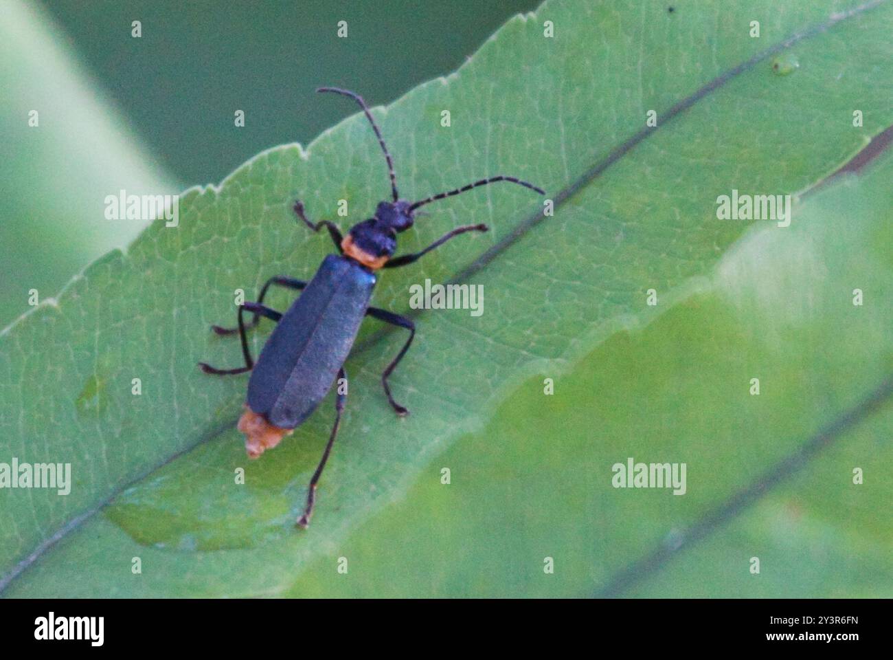 Plague Soldier Beetle (Chauliognathus lugubris) Insecta Stock Photo - Alamy