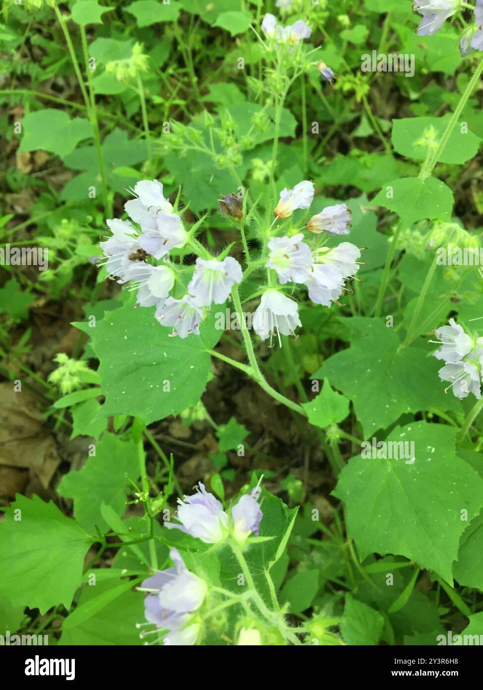 great waterleaf (Hydrophyllum appendiculatum) Plantae Stock Photo - Alamy