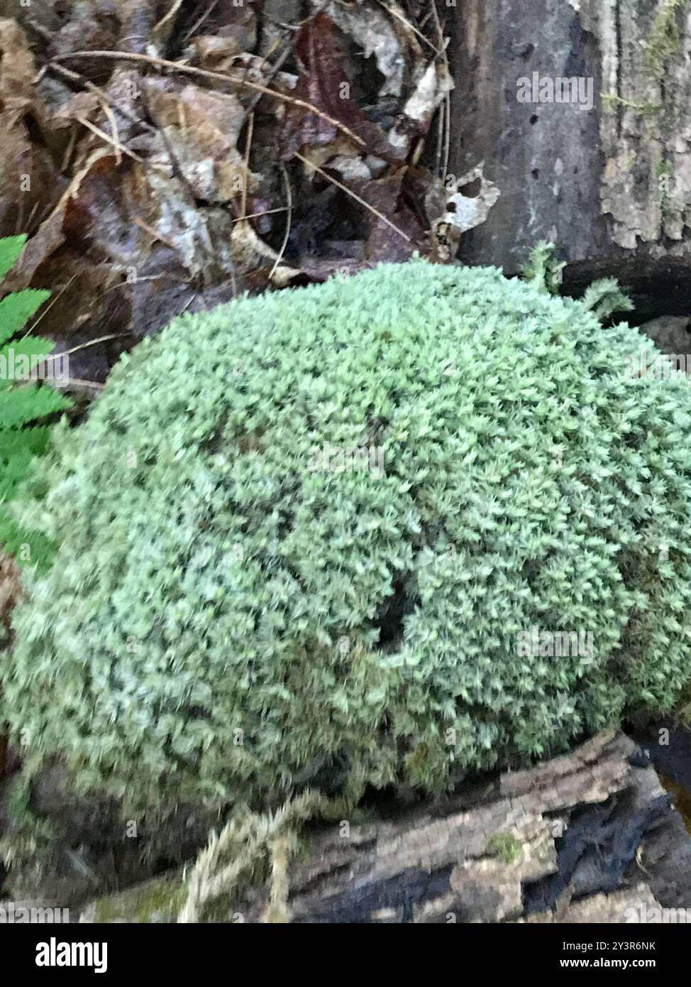 Pincushion Moss (Leucobryum glaucum) Plantae Stock Photo - Alamy