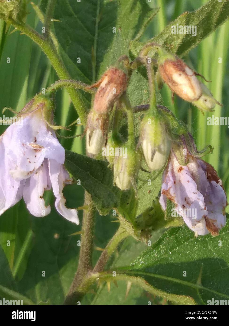 Carolina horsenettle (Solanum carolinense) Plantae Stock Photo - Alamy