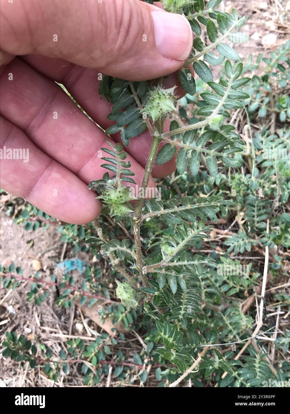 puncture vine (Tribulus terrestris) Plantae Stock Photo - Alamy