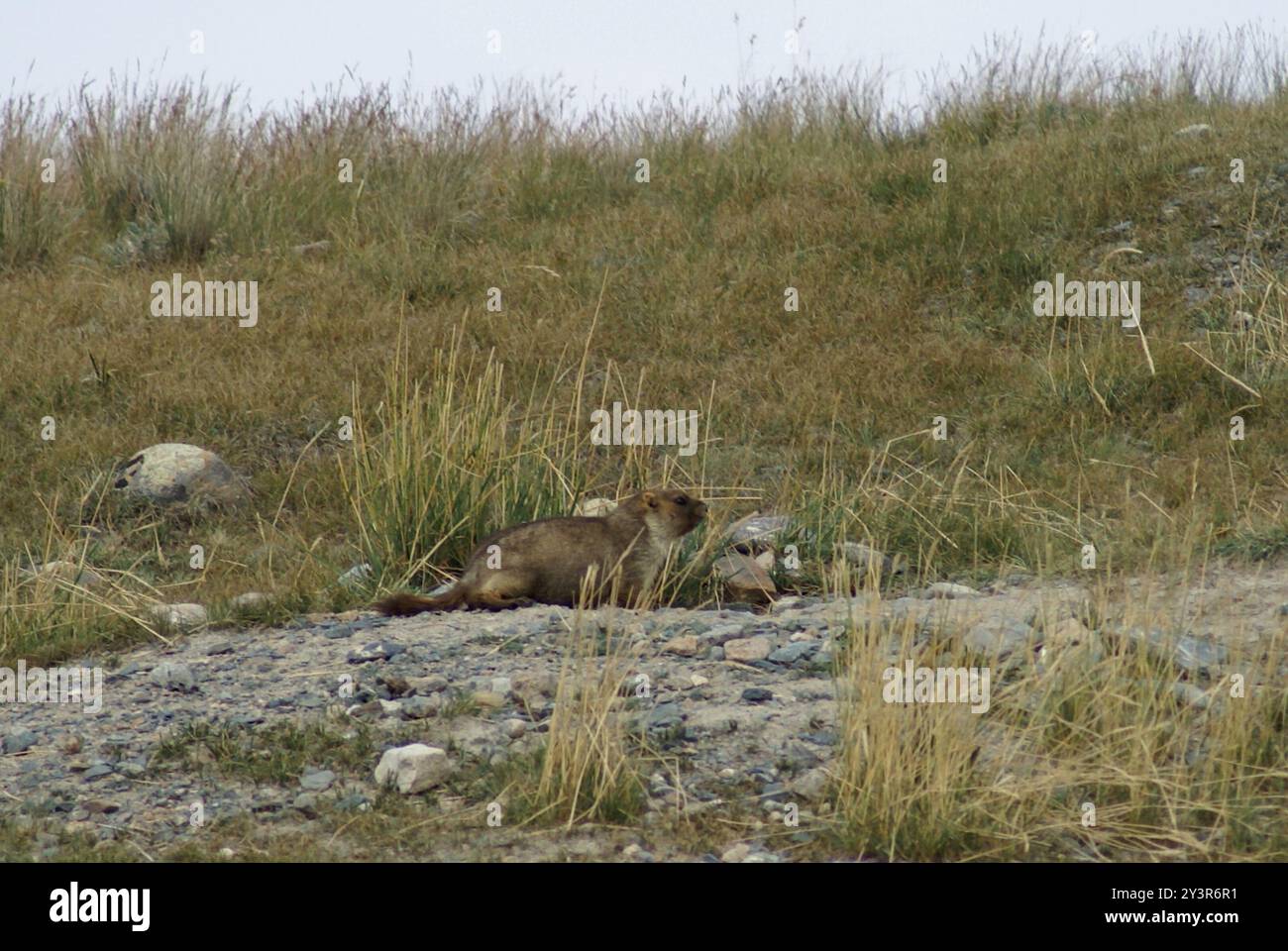 Grey Marmot (Marmota baibacina) Mammalia Stock Photo - Alamy