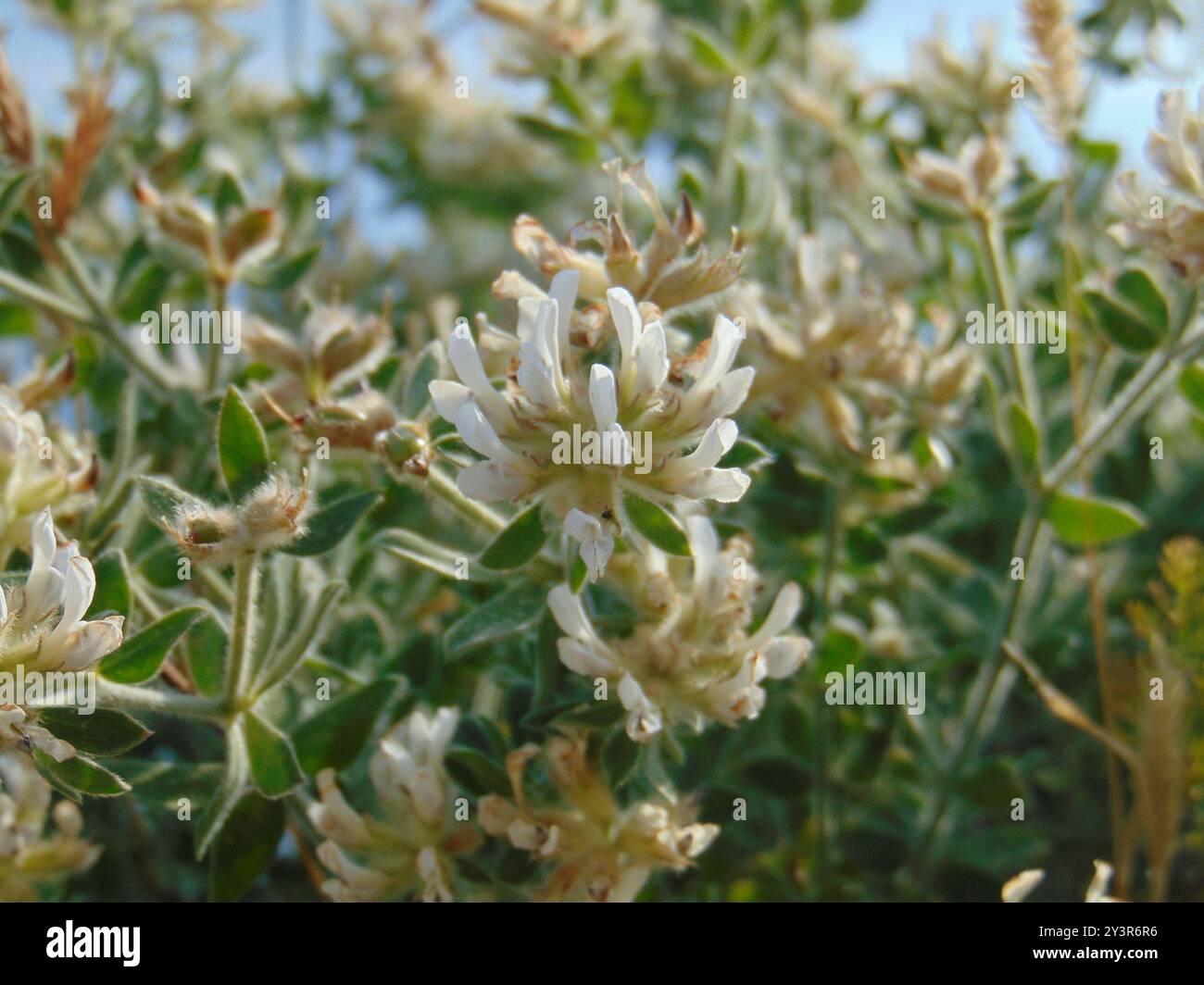 Hairy Canary-clover (Lotus hirsutus) Plantae Stock Photo - Alamy