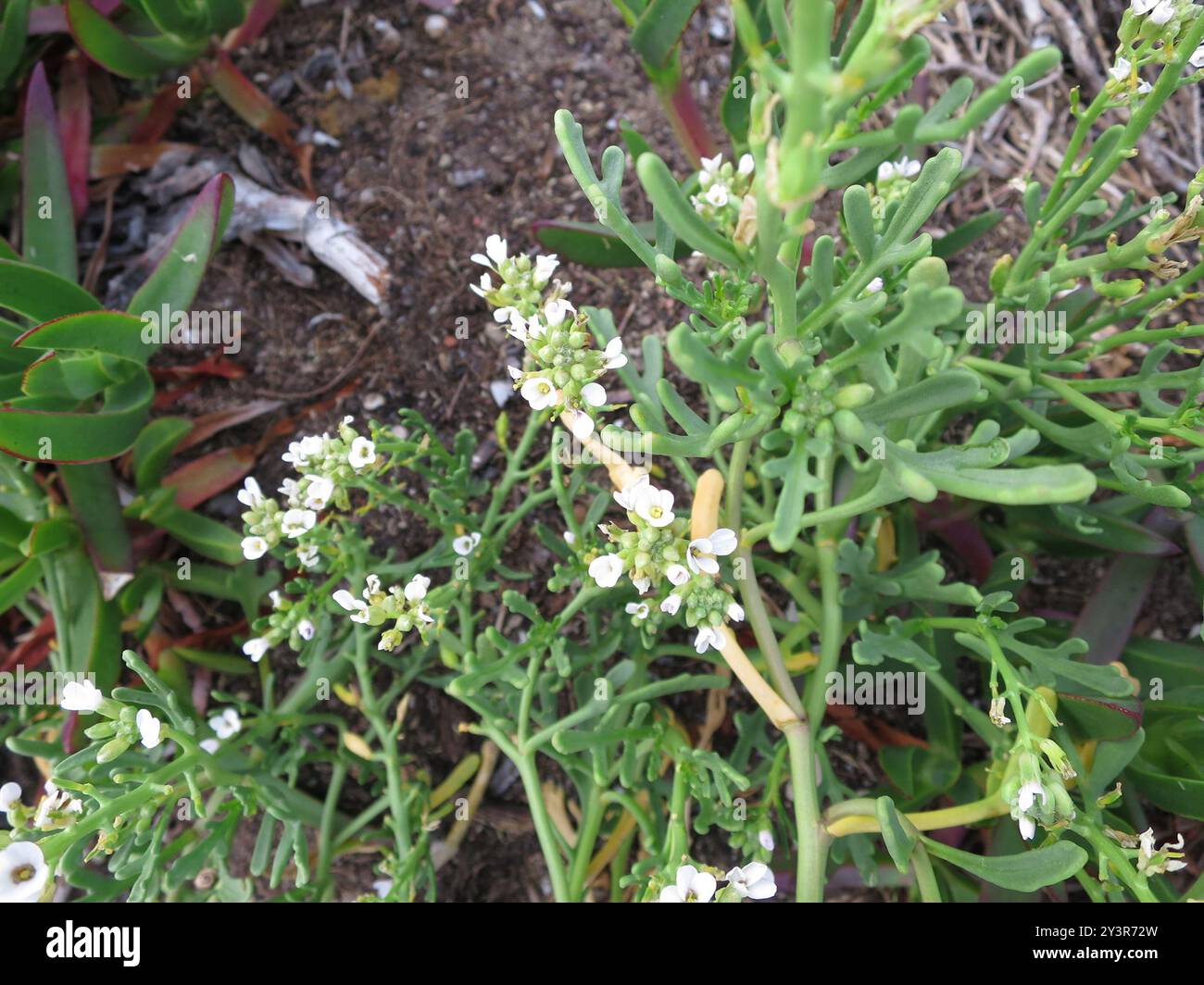 European Searocket (Cakile maritima) Plantae Stock Photo - Alamy
