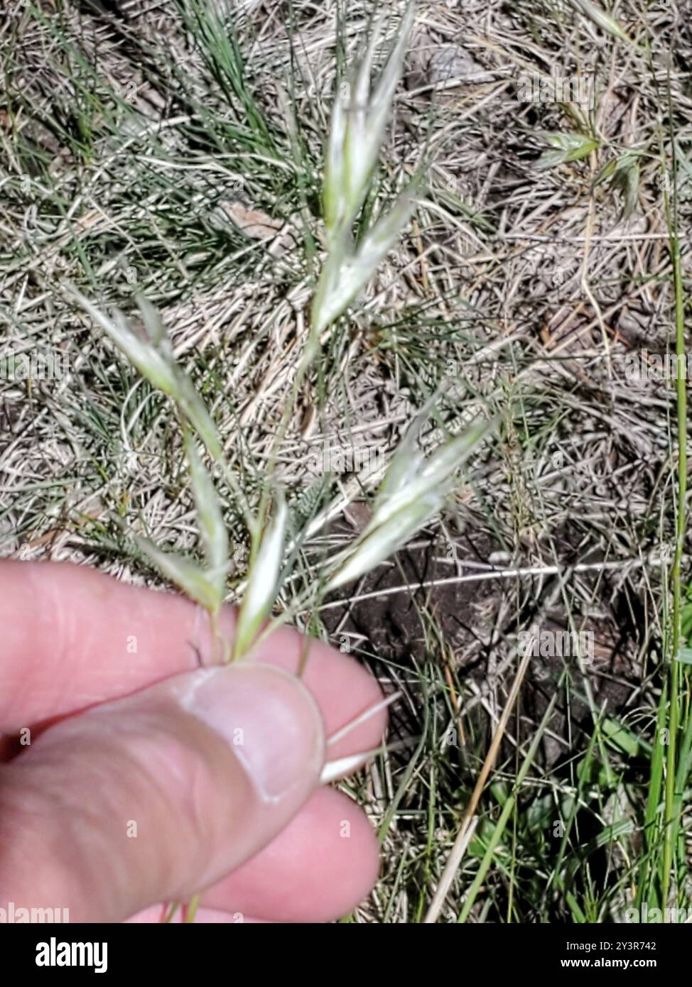 Parry's Oatgrass (Danthonia parryi) Plantae Stock Photo - Alamy