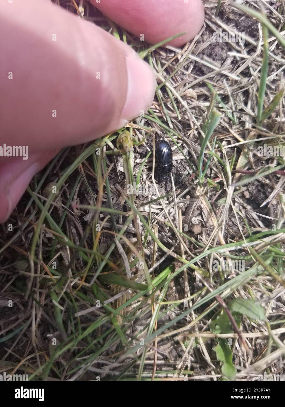 Water, Rove, Scarab, Long-horned, Leaf, and Snout Beetles (Polyphaga ...