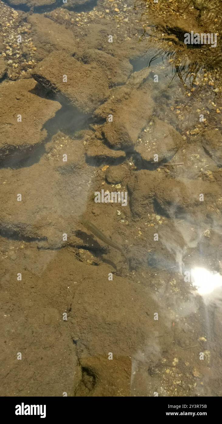 Mountain Galaxias (Galaxias olidus) Actinopterygii Stock Photo - Alamy