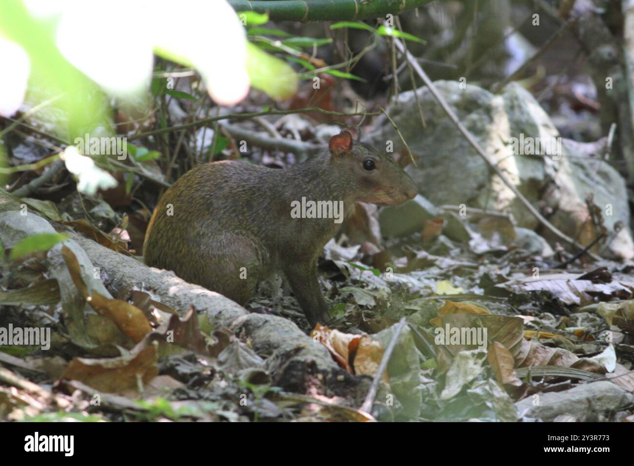 Central American Agouti (Dasyprocta punctata) Mammalia Stock Photo - Alamy