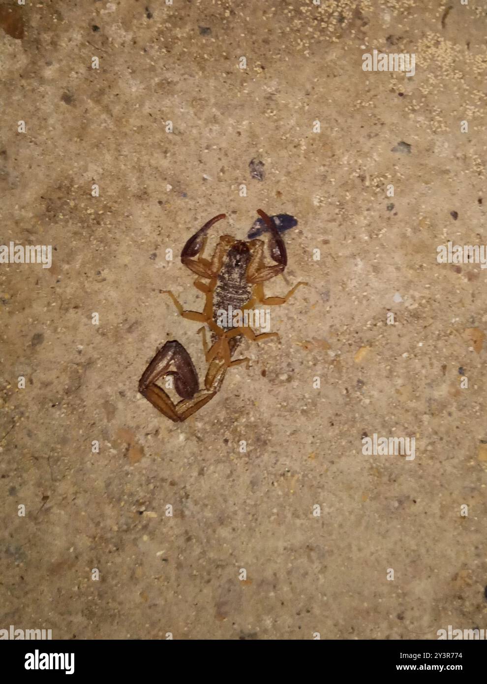 Edward's Bark Scorpion (Centruroides edwardsii) Arachnida Stock Photo ...