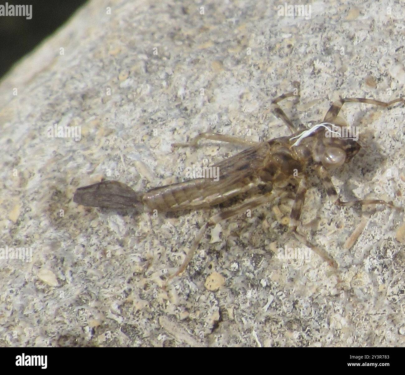 Dragonflies and Damselflies (Odonata) Insecta Stock Photo - Alamy