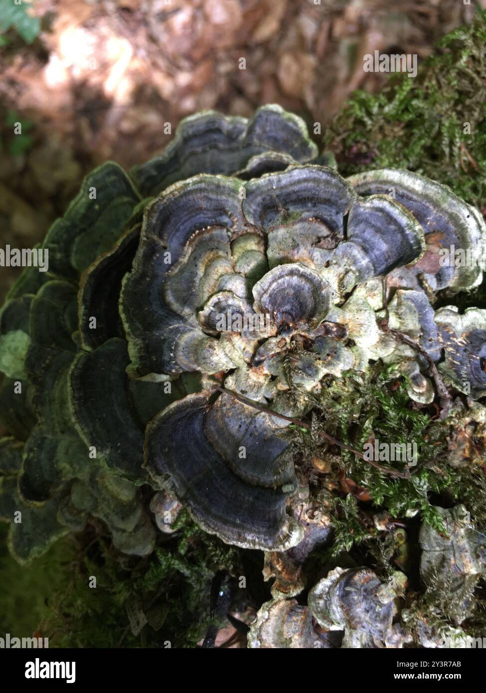 turkey-tail (Trametes versicolor) Fungi Stock Photo - Alamy