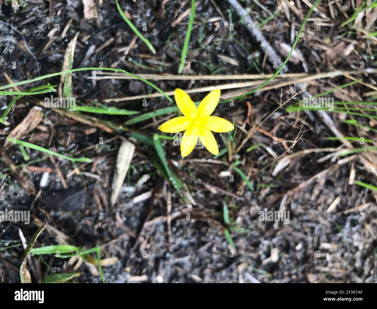 fringed star grass (Hypoxis juncea) Plantae Stock Photo - Alamy