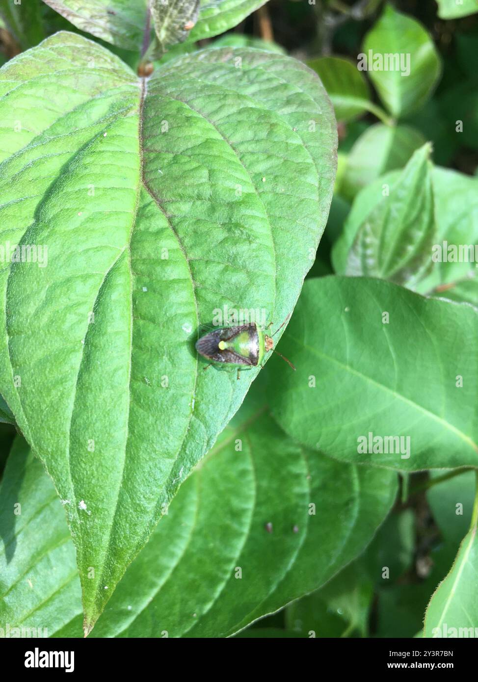 Green Burgundy Stink Bug (Banasa dimidiata) Insecta Stock Photo - Alamy