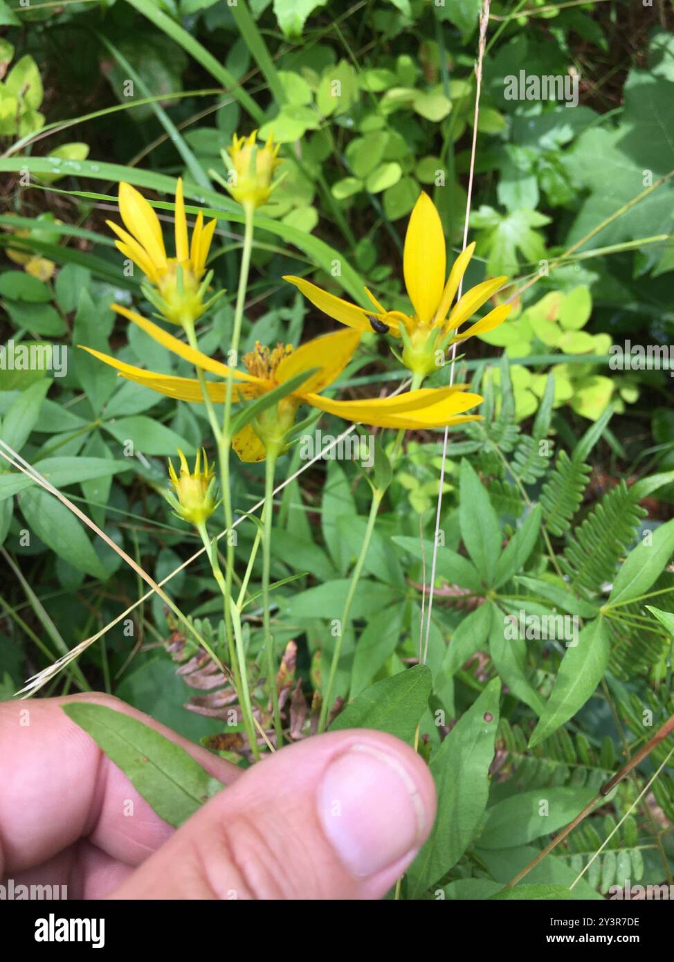 Greater Tickseed (Coreopsis major) Plantae Stock Photo - Alamy