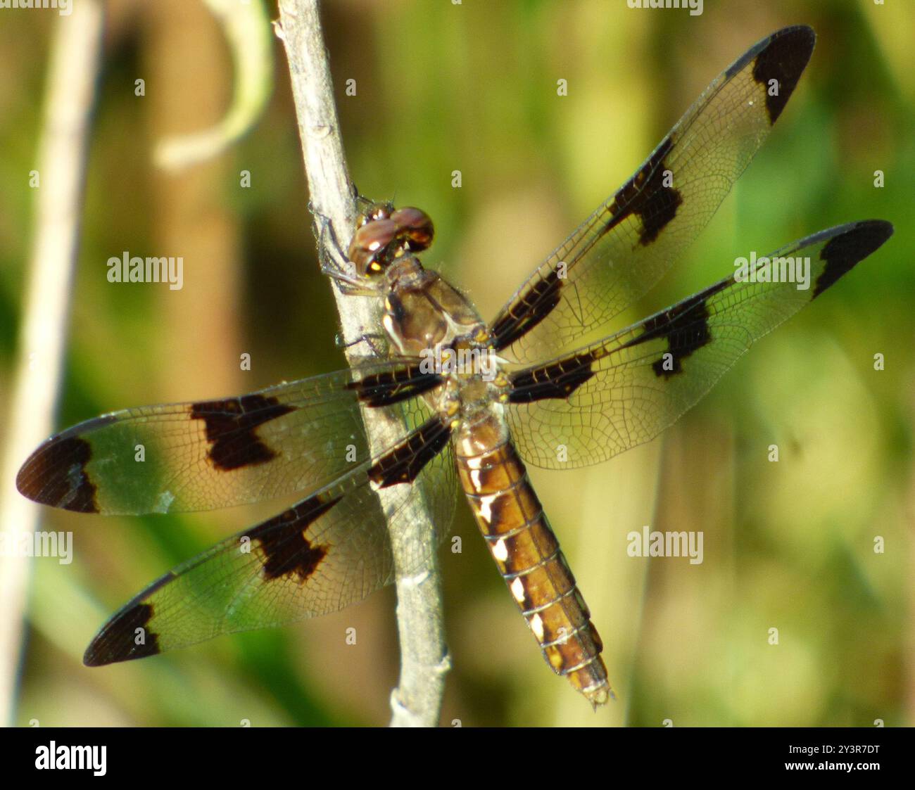 Common Whitetail (Plathemis lydia) Insecta Stock Photo - Alamy