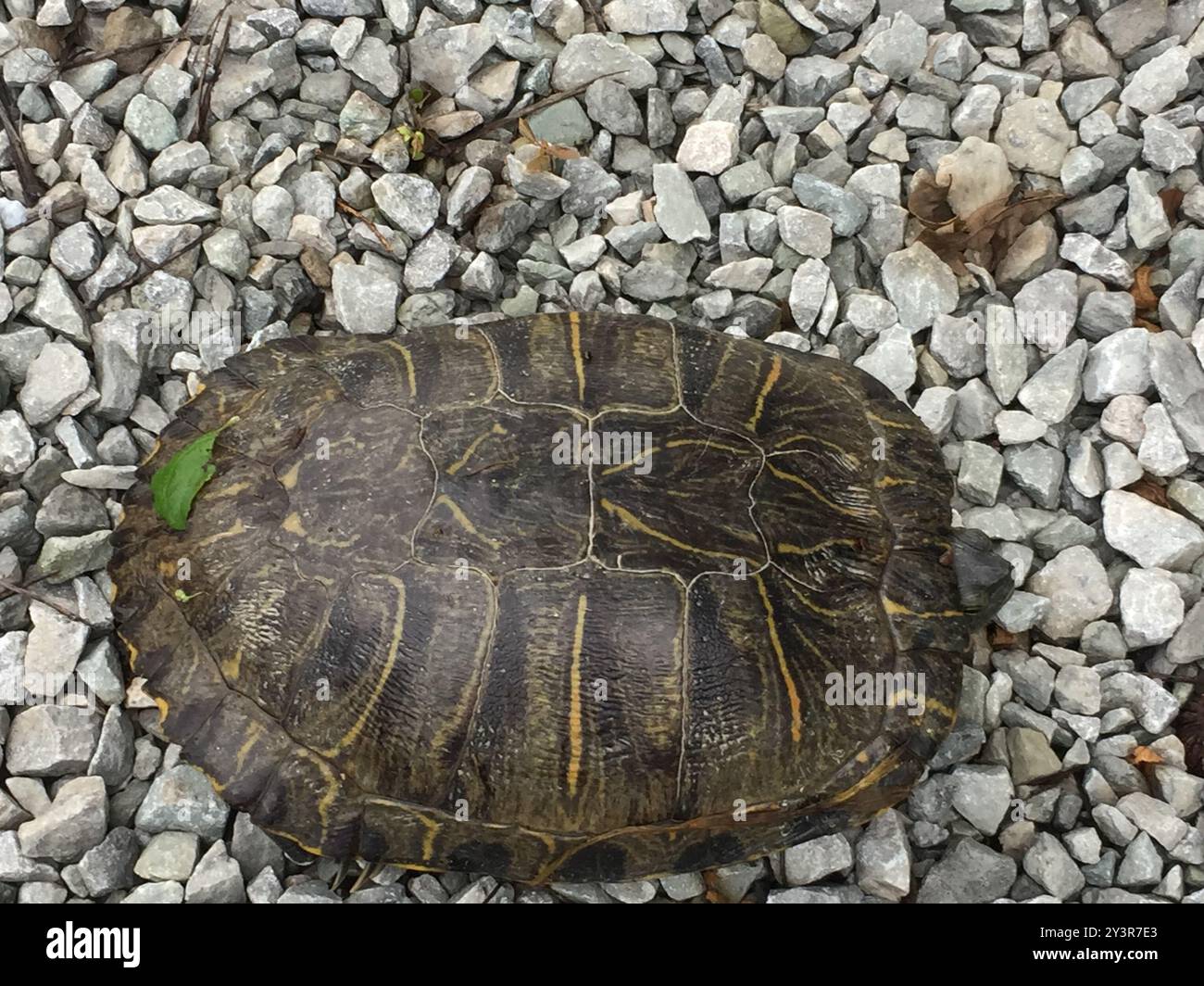 Pond Slider (Trachemys scripta) Reptilia Stock Photo - Alamy