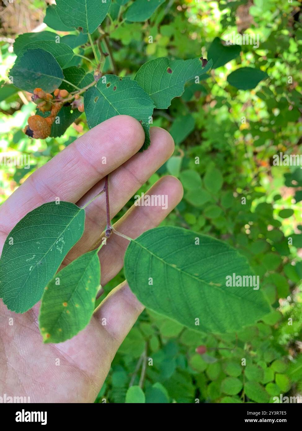 rust fungi (Pucciniales) Fungi Stock Photo - Alamy