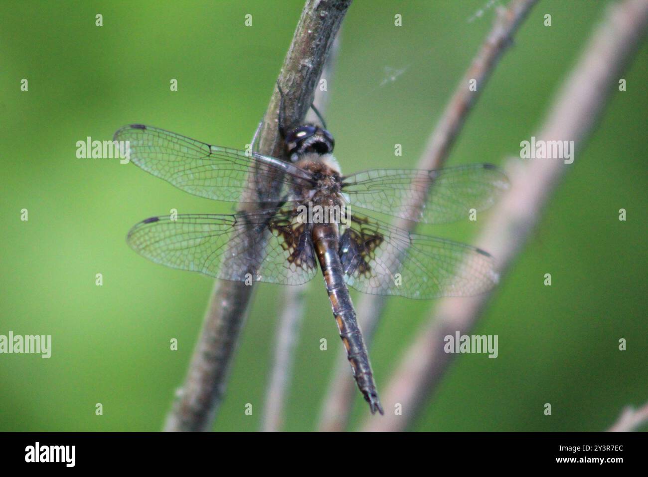 Common Baskettail (Epitheca cynosura) Insecta Stock Photo - Alamy