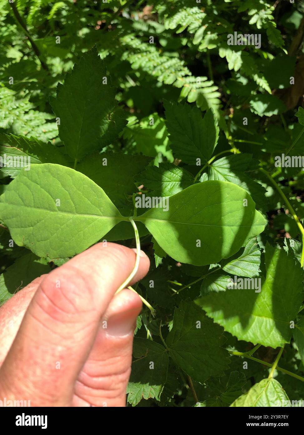 orange honeysuckle (Lonicera ciliosa) Plantae Stock Photo - Alamy
