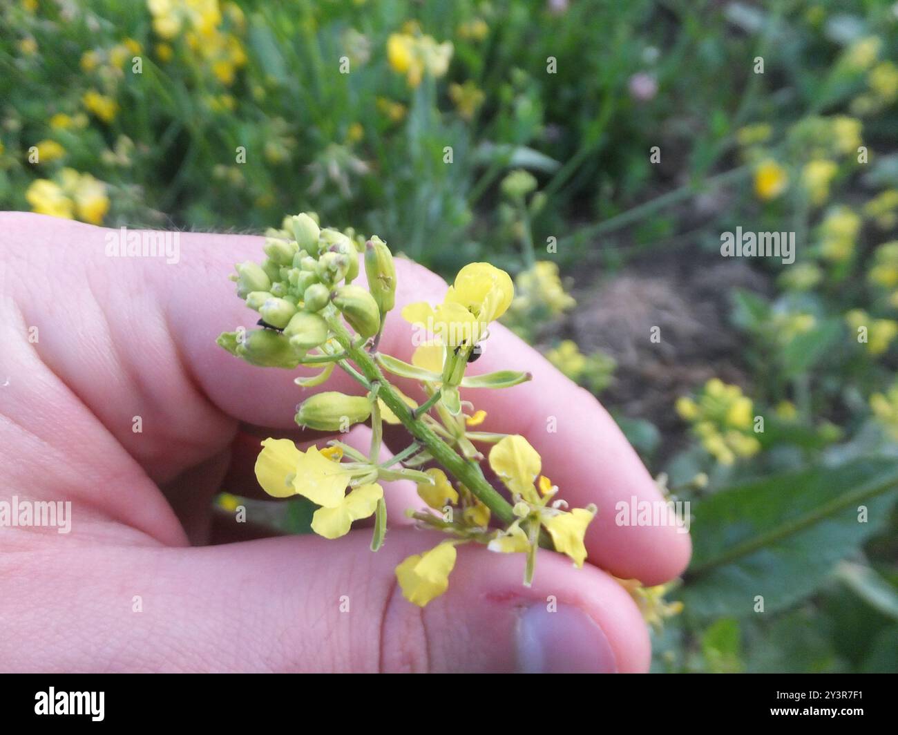charlock (Mutarda arvensis) Plantae Stock Photo - Alamy