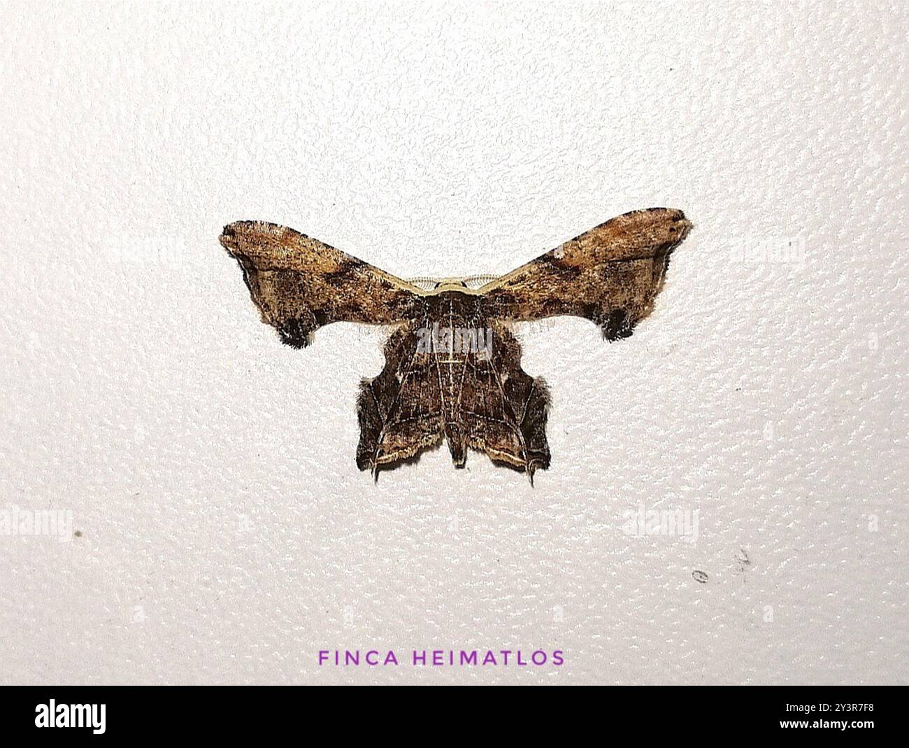Scoopwing Moths (Epipleminae) Insecta Stock Photo - Alamy