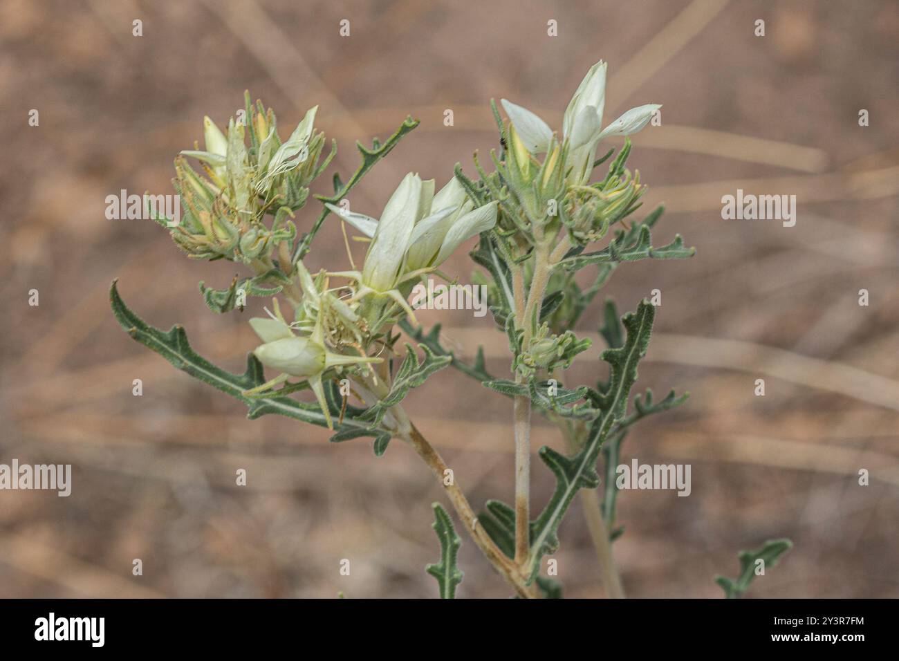 Adonis Blazingstar (Mentzelia multiflora) Plantae Stock Photo - Alamy