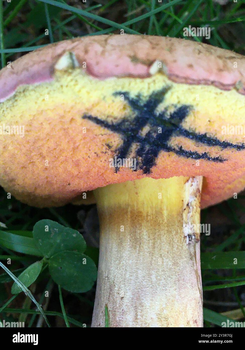 Red-mouth Bolete (Neoboletus subvelutipes) Fungi Stock Photo - Alamy