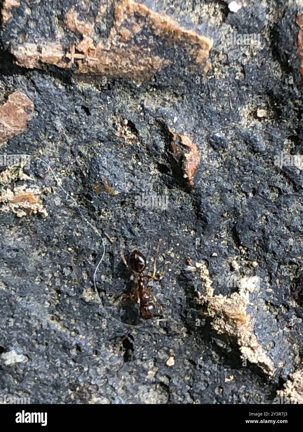 Western Collared Ant (Aphaenogaster occidentalis) Insecta Stock Photo ...