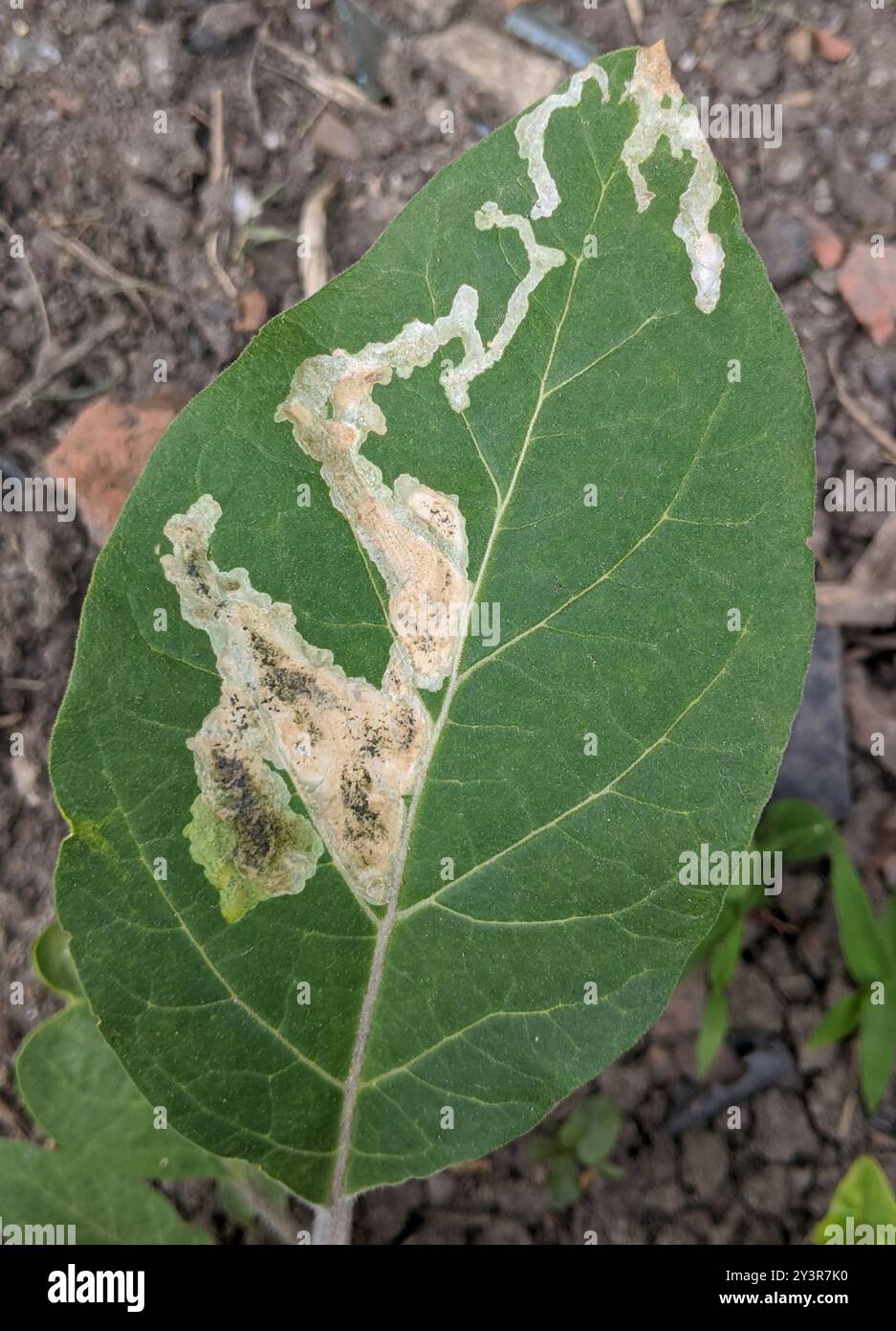 Spinach Leafminer (Pegomya hyoscyami) Insecta Stock Photo - Alamy