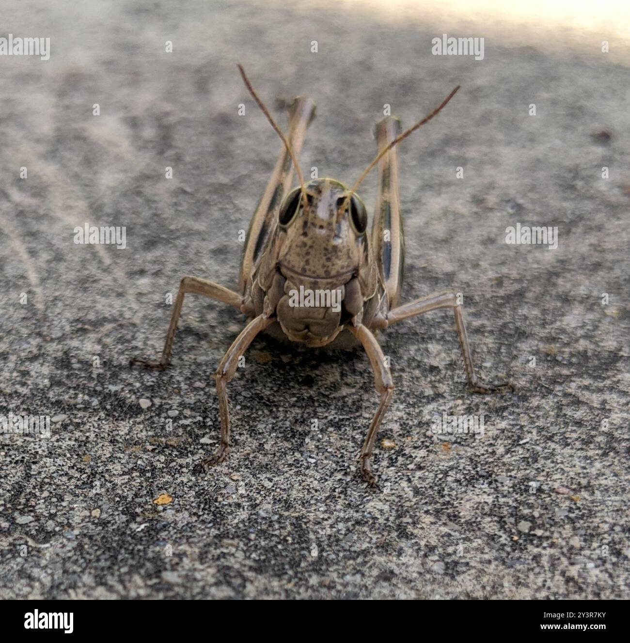 Prairie Boopie (Boopedon gracile) Insecta Stock Photo - Alamy