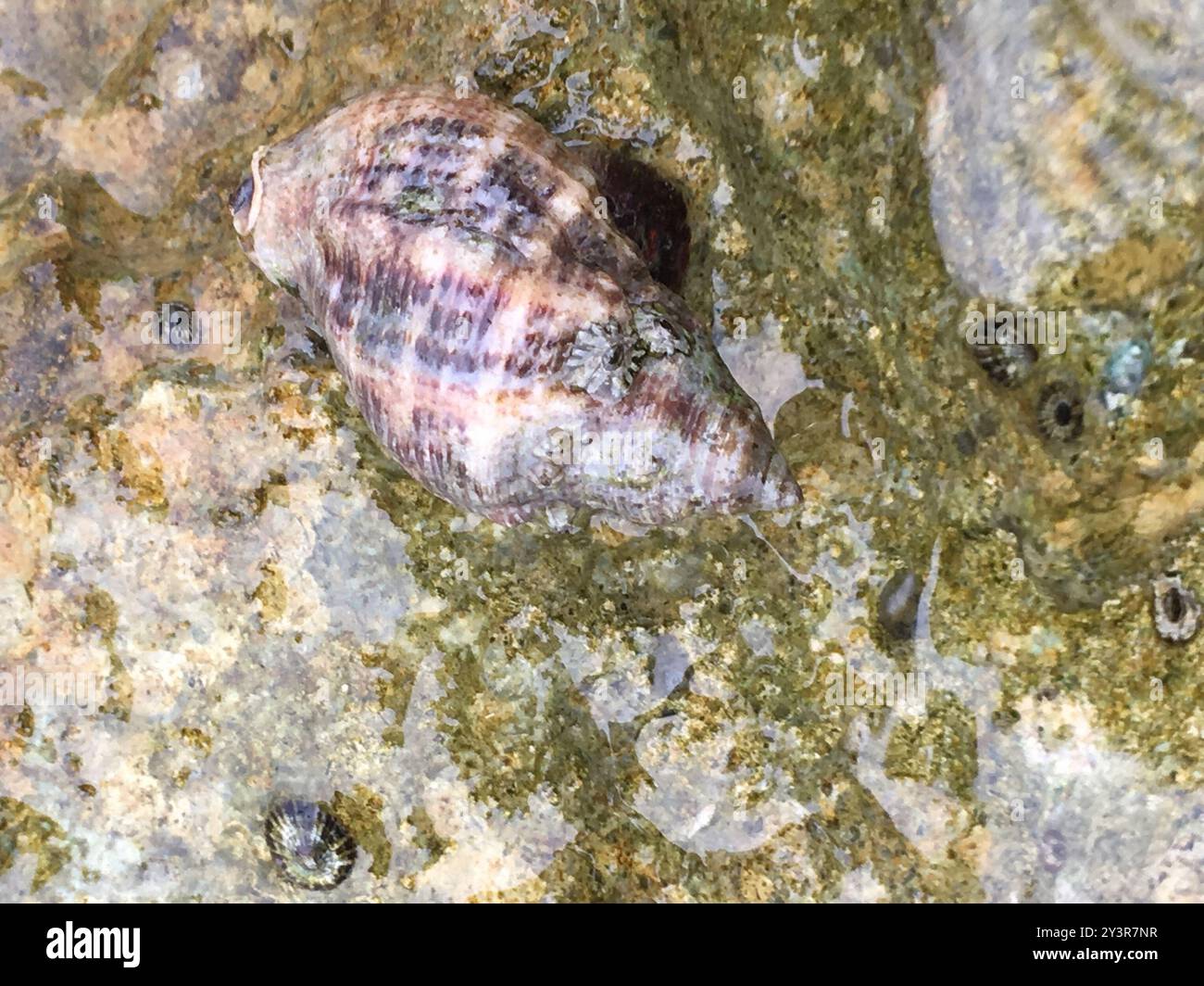 Florida Rock Shell (Stramonita floridana) Mollusca Stock Photo - Alamy