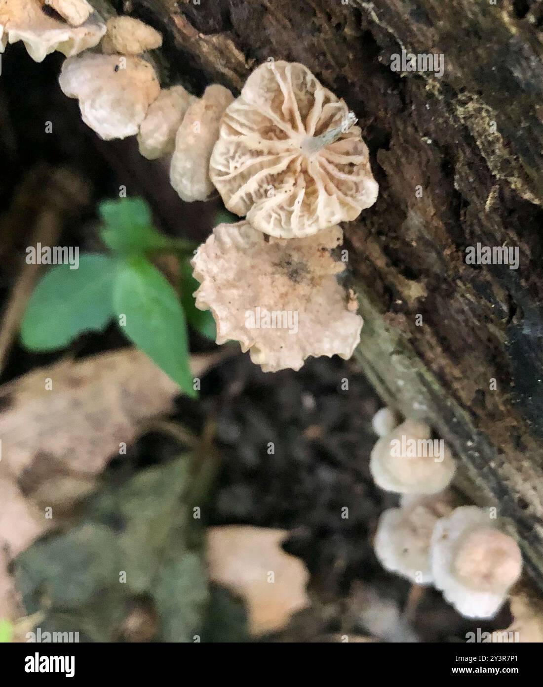 Fairy Parachutes (Marasmiellus candidus) Fungi Stock Photo - Alamy