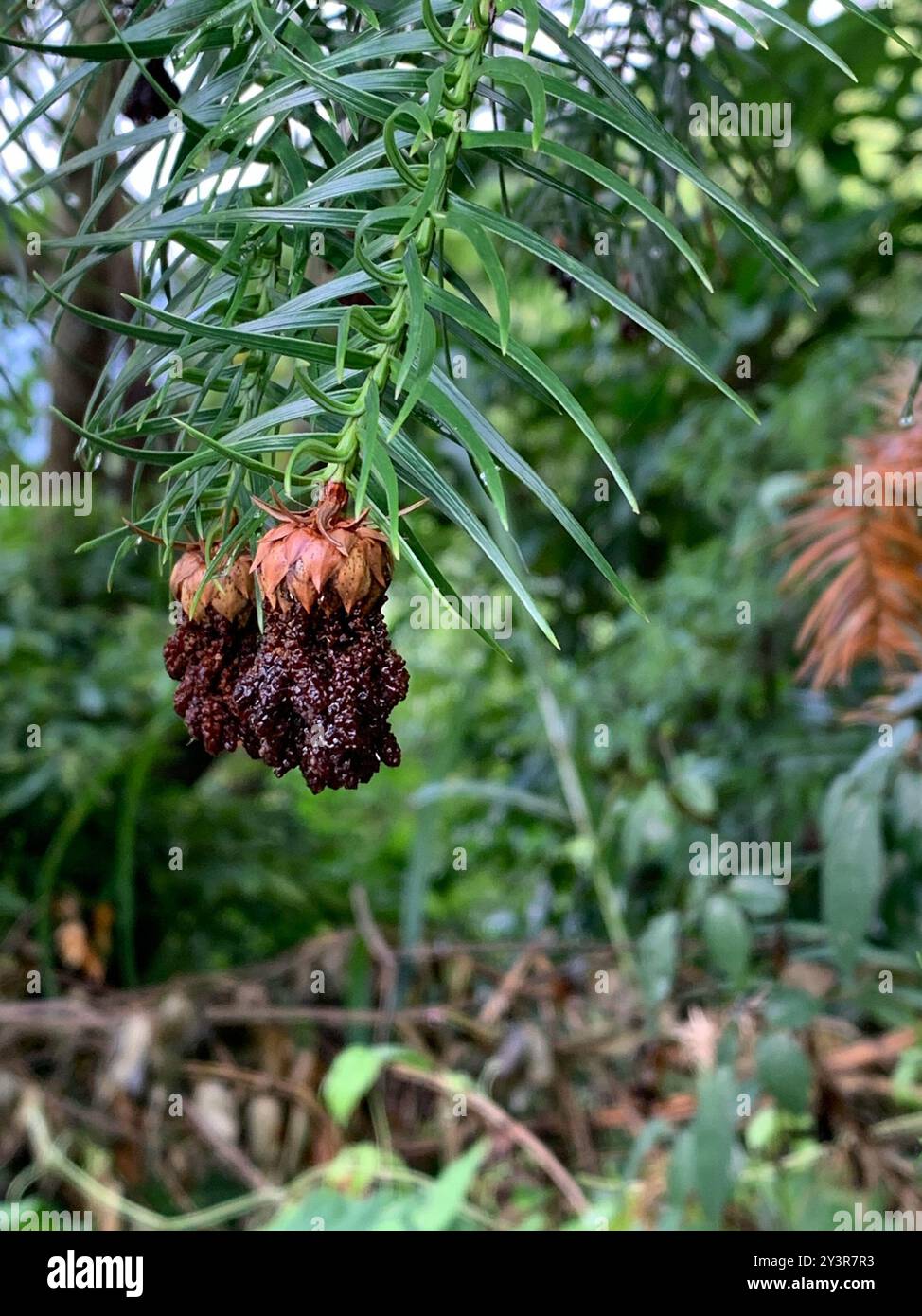 China-fir (Cunninghamia lanceolata) Plantae Stock Photo - Alamy