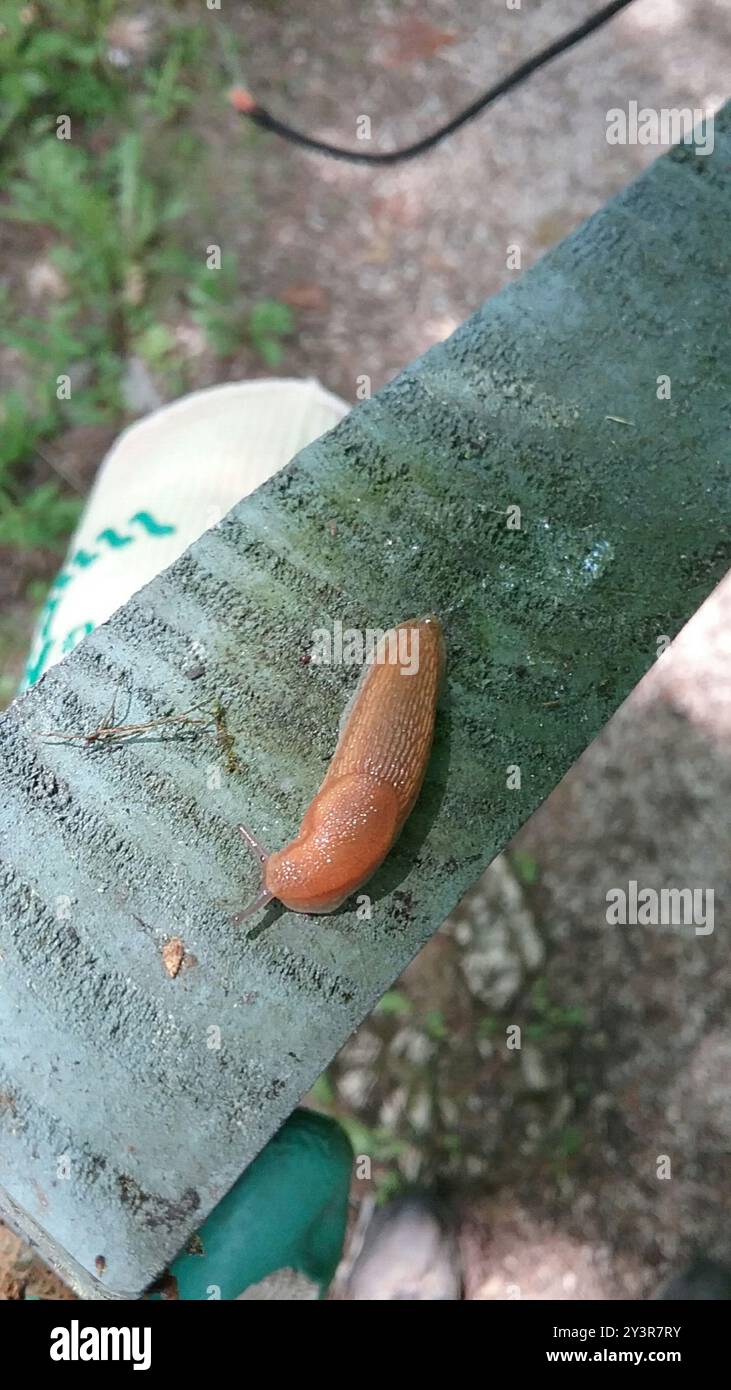 Western Dusky Slug (Arion subfuscus) Mollusca Stock Photo - Alamy