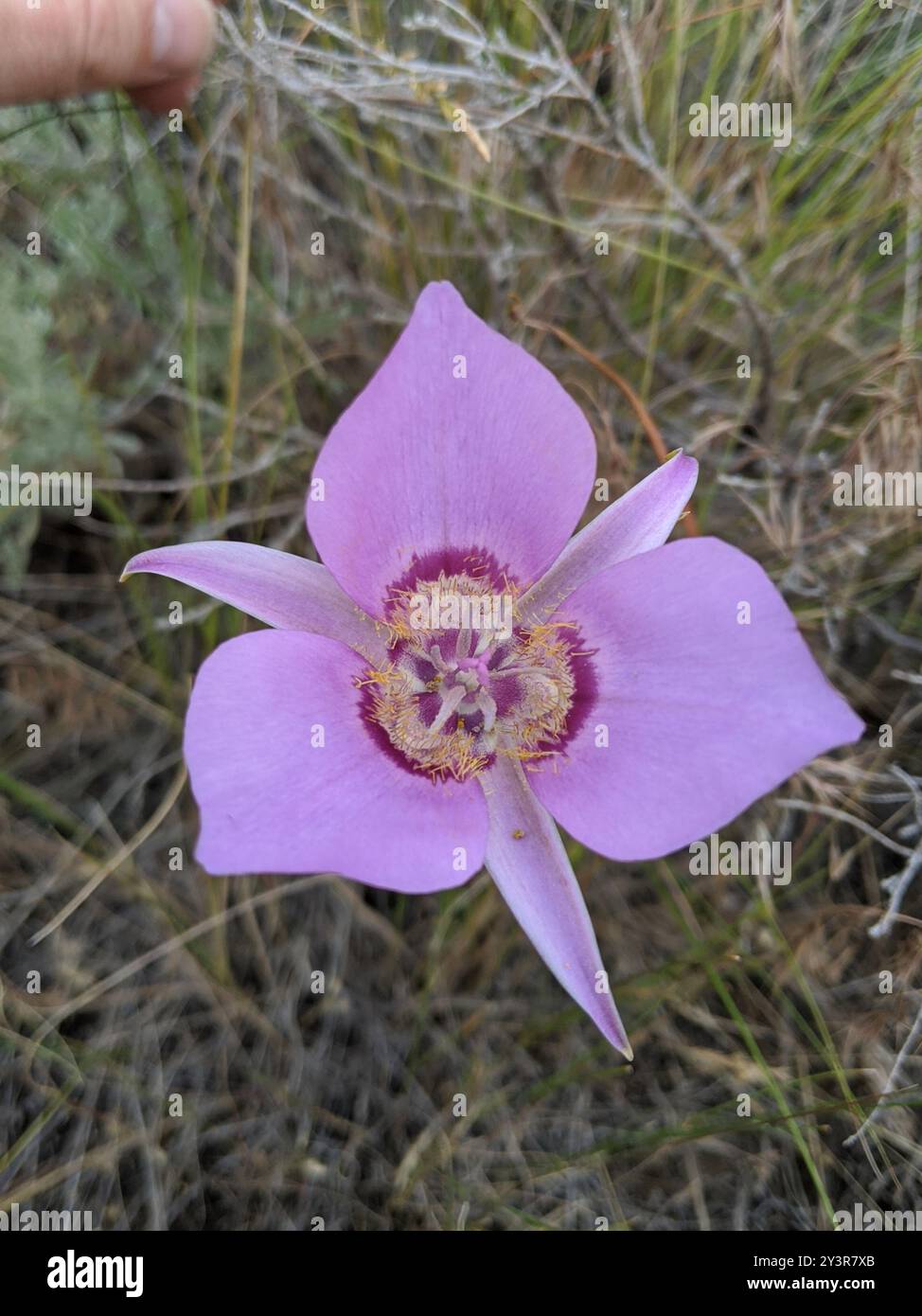 Sagebrush Mariposa Lily (Calochortus macrocarpus) Plantae Stock Photo ...