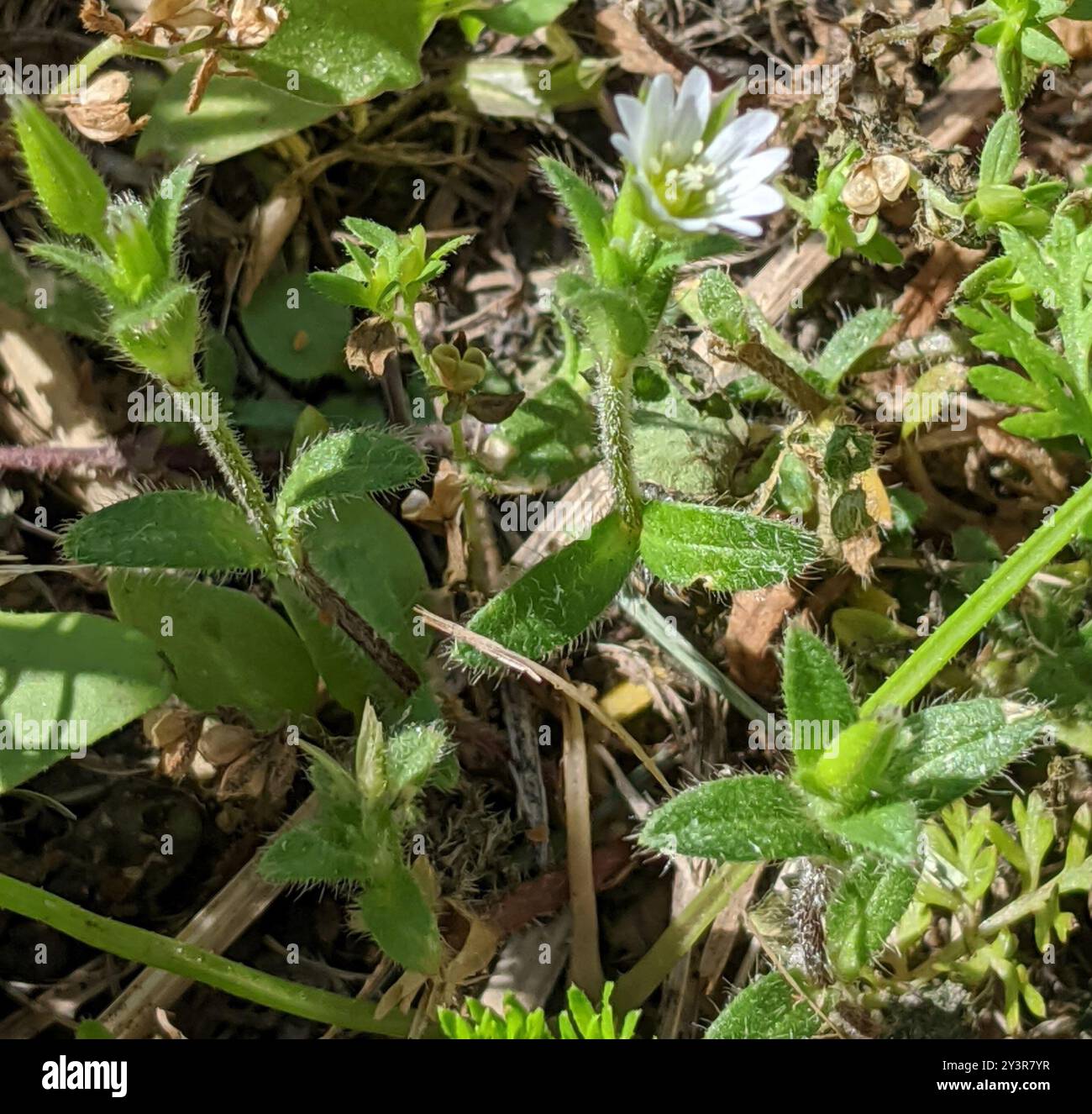 Common mouse-ear chickweed (Cerastium fontanum) Plantae Stock Photo - Alamy