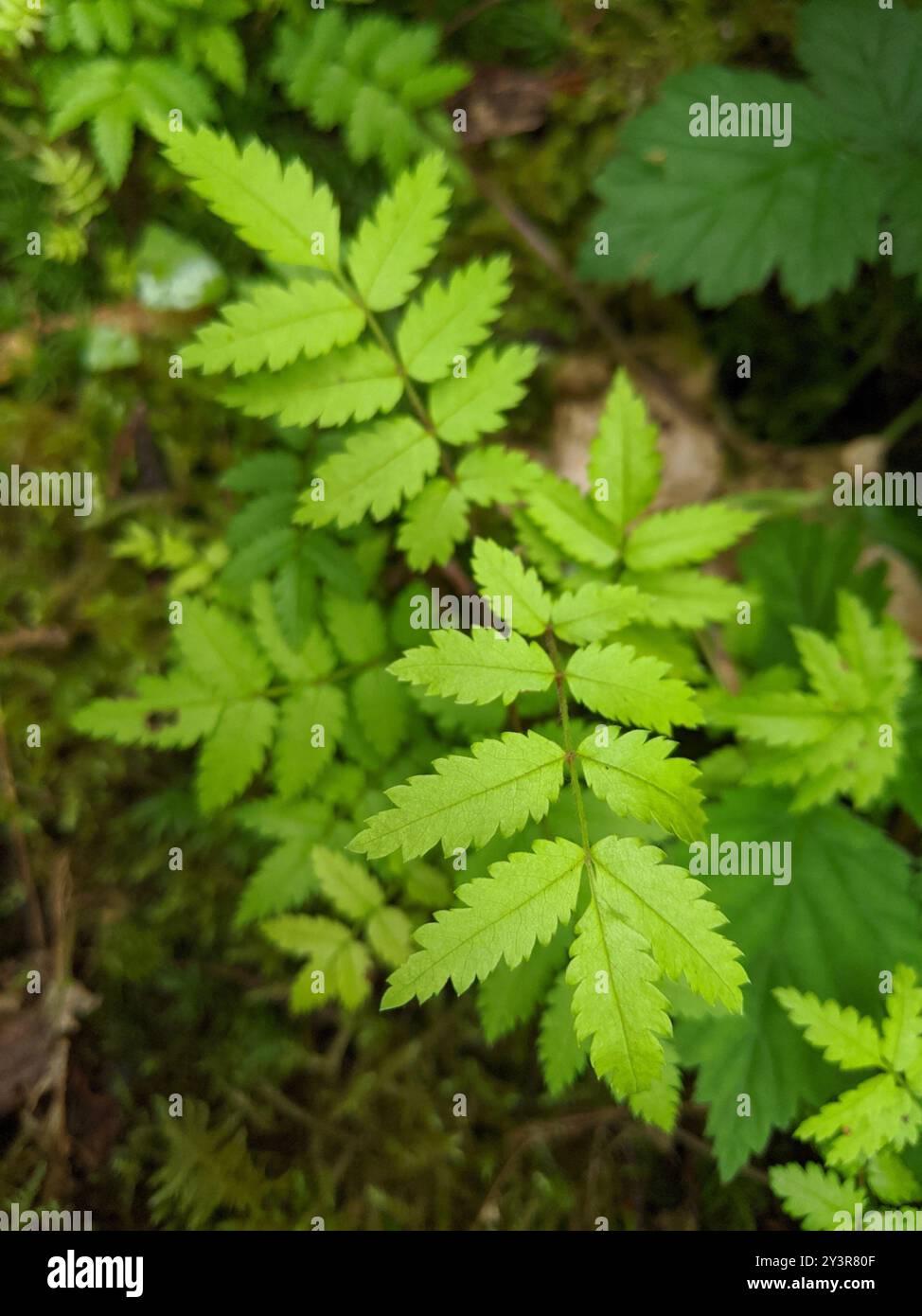 Cascade Mountain-Ash (Sorbus scopulina cascadensis) Plantae Stock Photo ...