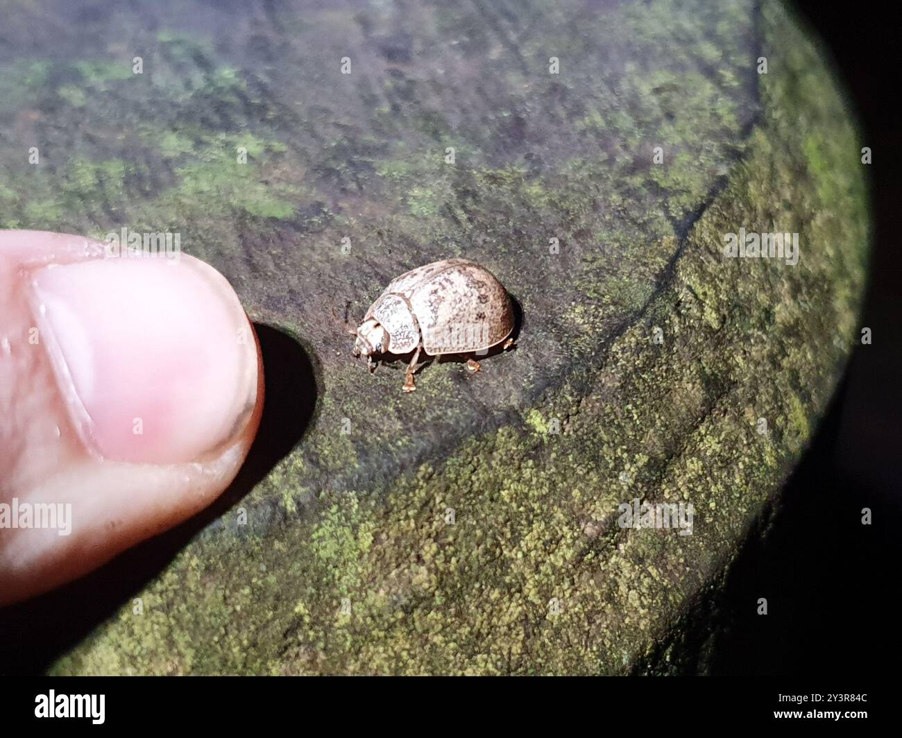 Eucalyptus Tortoise Beetle (Paropsis charybdis) Insecta Stock Photo - Alamy