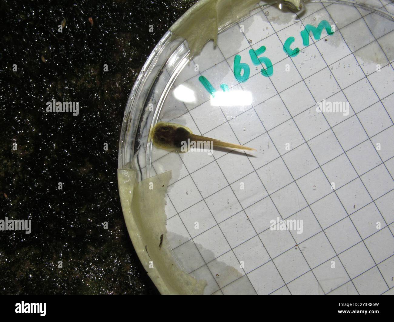 Table Mountain Ghost Frog (Heleophryne rosei) Amphibia Stock Photo - Alamy