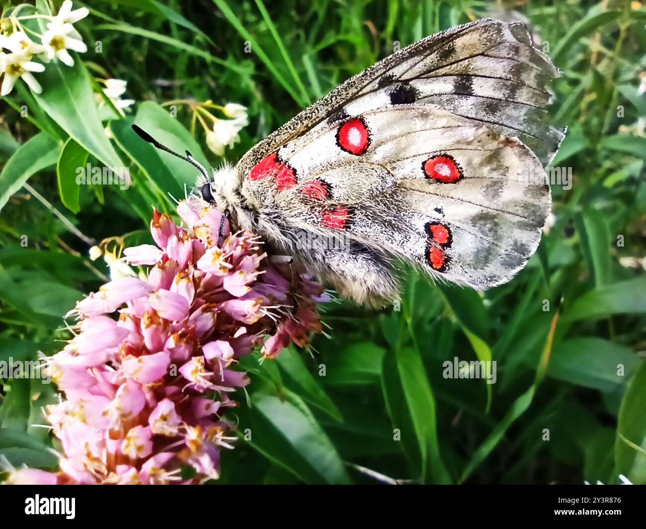 Apollo (Parnassius apollo) Insecta Stock Photo - Alamy