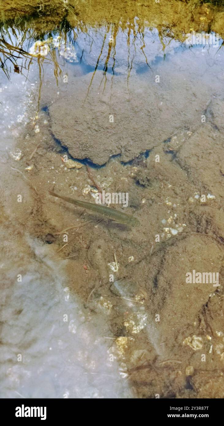 Mountain Galaxias (Galaxias olidus) Actinopterygii Stock Photo - Alamy