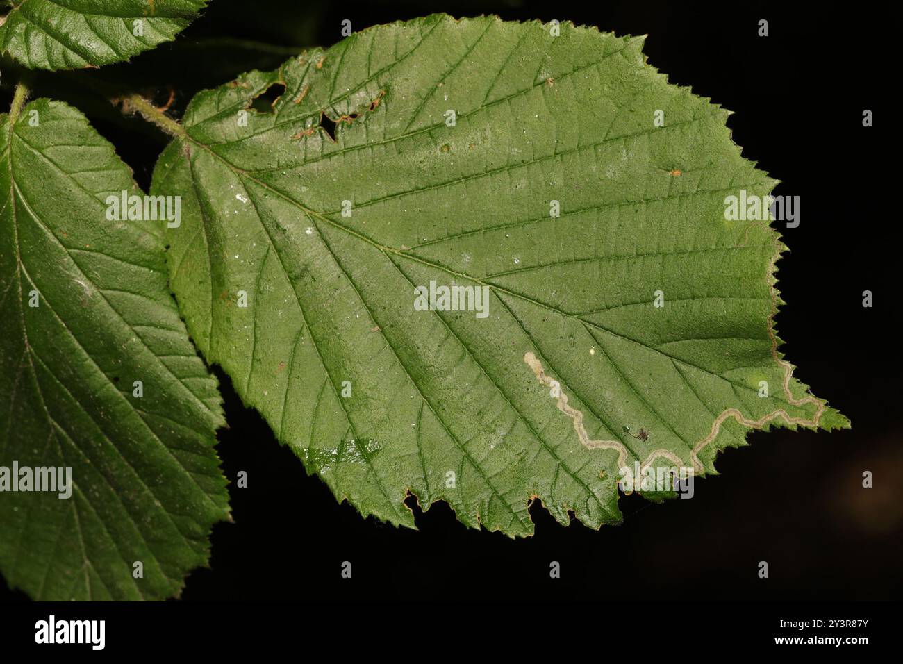 Hazel Leafminer Moth (Stigmella microtheriella) Insecta Stock Photo - Alamy